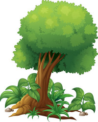 A big tree Royalty Free Vector Image - VectorStock