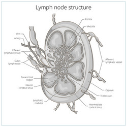 Lymph node structure medical educational Vector Image