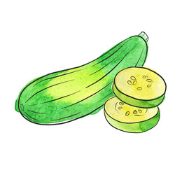 Drawing zucchini Royalty Free Vector Image - VectorStock