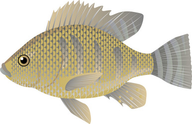 Tilapia Fish Vector Images (over 510)