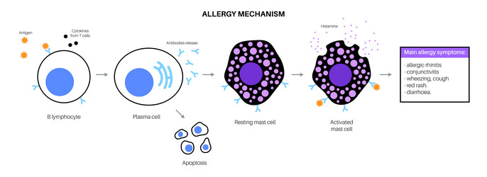 Allergy mechanism diagram Royalty Free Vector Image