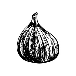 Fig hand drawn detailed Royalty Free Vector Image