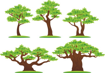 Oak Trees Vector Images (over 57,000)