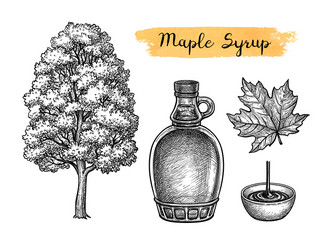 Maple Tree Syrup Vector Images (over 760)