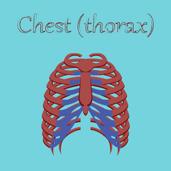 Human organ icon in flat style chest thorax Vector Image
