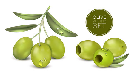 Realistic green olives branch Royalty Free Vector Image