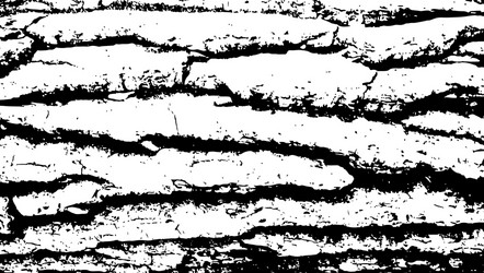 Cedar tree bark texture Royalty Free Vector Image