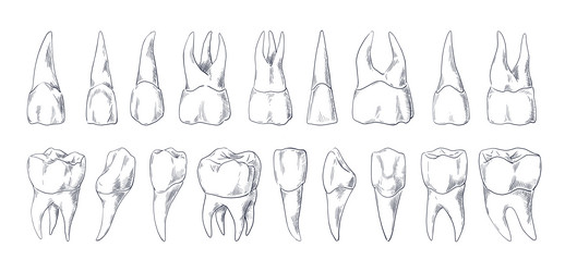 Types human teeth human bone anatomy 3d Royalty Free Vector
