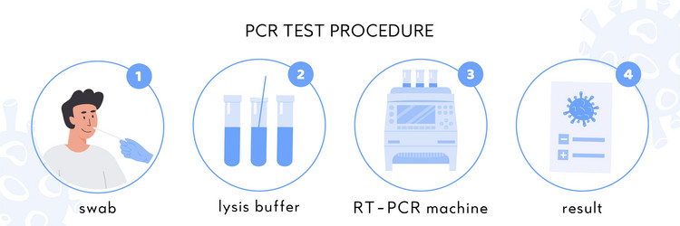 Covid19-19 test procedure infographic a doctor Vector Image