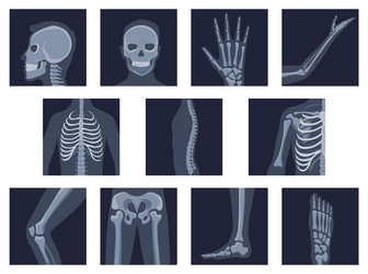 Human bones orthopedic and skeleton icon set bone Vector Image