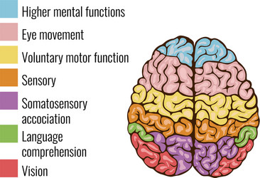 Brain anatomy color scheme Royalty Free Vector Image