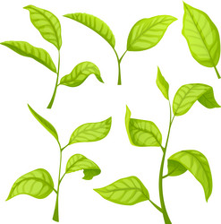 Green tea leaf cartoon Royalty Free Vector Image