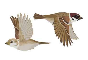 Sparrows Flying Vector Images (over 4,500)