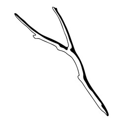 Dry branch Royalty Free Vector Image - VectorStock