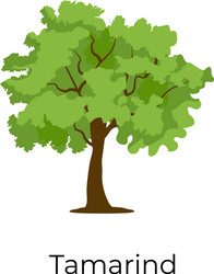Tamarind Vector Images (over 1,200)