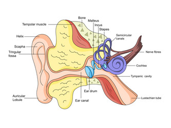 Ear Vector Images (over 170,000)
