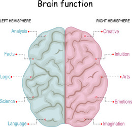 Left and right brain function Royalty Free Vector Image