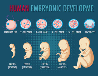 Embryo Development Cartoon Vector Images (over 140)