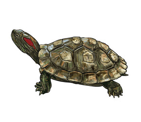 Red Eared Slider Turtle Vector Images (22)
