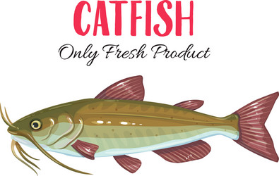 Catfish Vector Images (over 2,200)