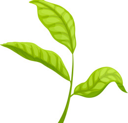 Leaf tea cartoon Royalty Free Vector Image - VectorStock