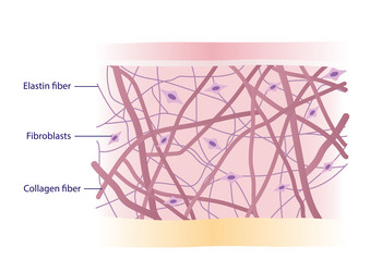 Cross section of low density collagen Royalty Free Vector