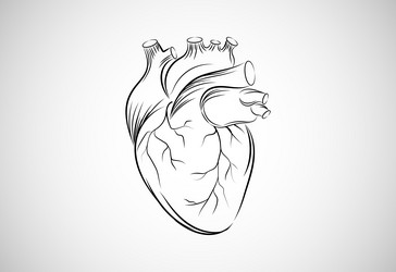 Human Heart Drawing Line Work Vector Images (59)