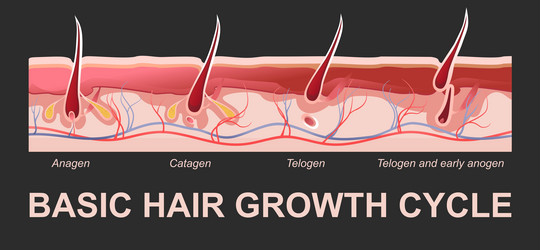 Human hair growth phases educational poster Vector Image
