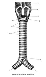 Human trachea medical structure outline Royalty Free Vector