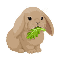 Lop Eared Rabbit Clipart Outline
