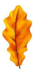 Realistic autumn leaf fall orange wood foliage Vector Image