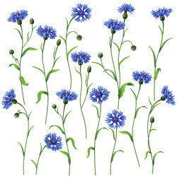 Cornflower Vector Images (over 3,900)