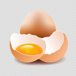 Broken egg chicken cracked eggshell opened egg Vector Image