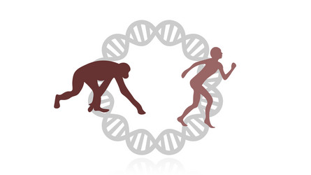 Set human evolution transparent background Vector Image