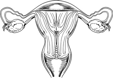 Female reproductive system Royalty Free Vector Image