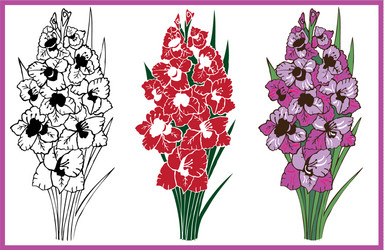 Gladiolus Vector Images (over 630)