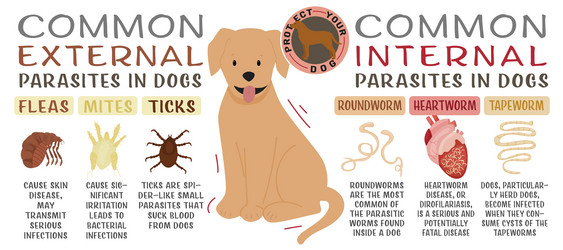 Common external and internal parasites in dogs Vector Image