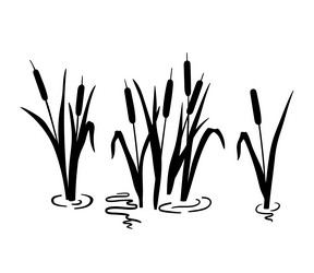 Silhouette reed Royalty Free Vector Image - VectorStock