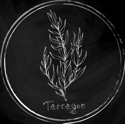 Tarragon Royalty Free Vector Image - VectorStock