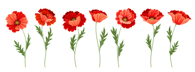 Poppies Vector Images (over 18,000)