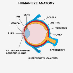 Diagram human eye anatomy with label Royalty Free Vector