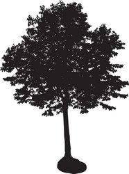 Maple tree silhouette Royalty Free Vector Image