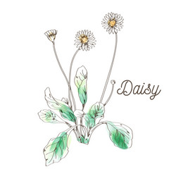 Daisies Tumblr Drawing