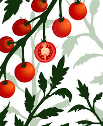 Tomato Botanical Drawing Vector Images (over 350)