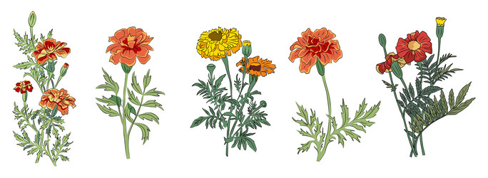 Marigold october birth month flower outline Vector Image