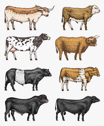 Cow Breeds Vector Images (over 3,000)