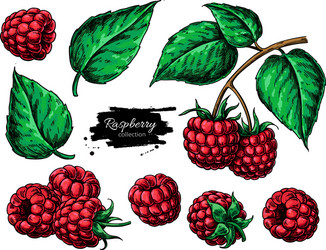 Raspberry fruit set cartoon Royalty Free Vector Image