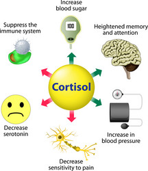 Stress hormones cortisol and adrenaline Royalty Free Vector