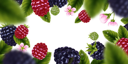 Realistic blueberry frame Royalty Free Vector Image