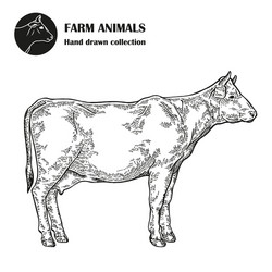 Hand drawn farm animals milk cow cattle bull Vector Image